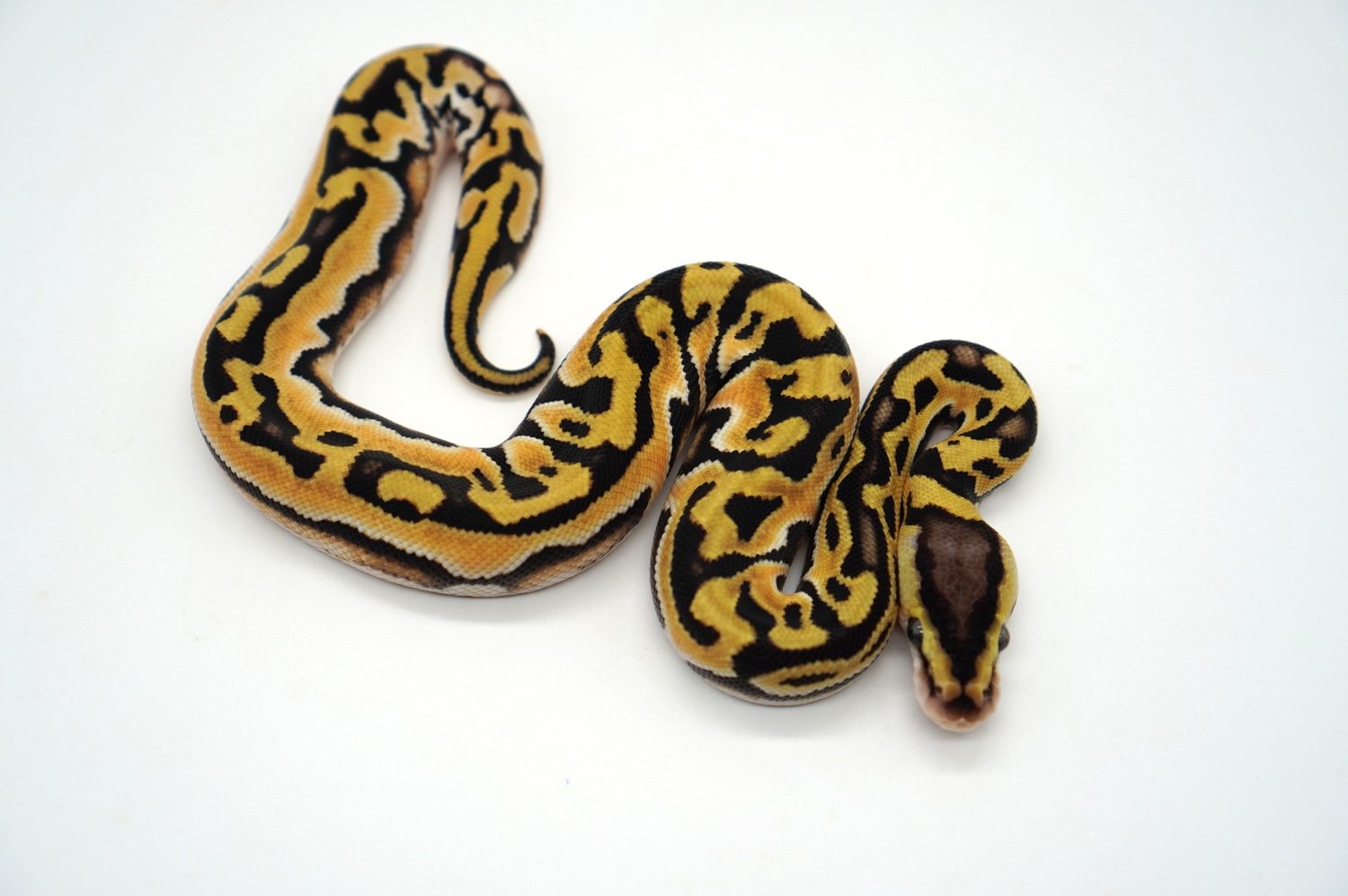 Weirdo Pastel Puzzle Ball Python by Ozzy Boids LLC - MorphMarket