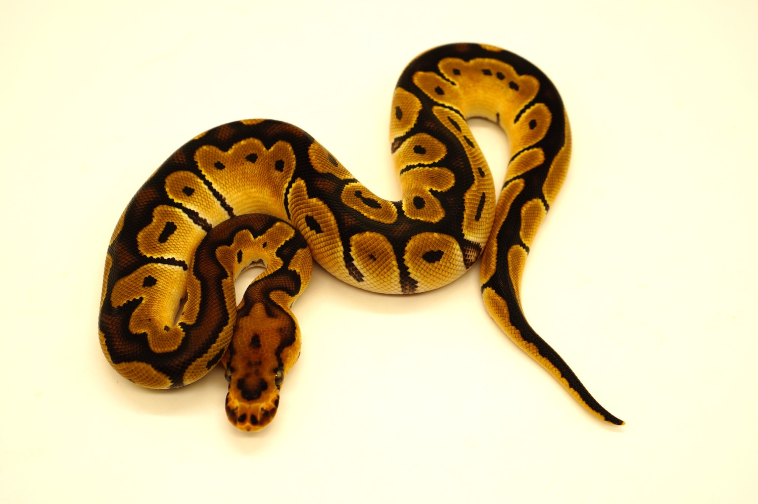 Orange Dream Red Stripe Clown Ball Python by Ozzy Boids LLC - MorphMarket