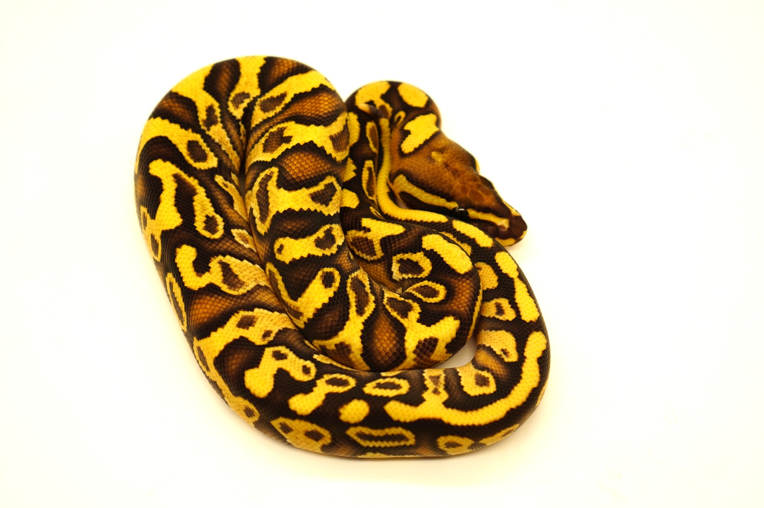 Orange Dream Fire Blaze Hurricane Het Clown Ball Python by Ozzy Boids ...