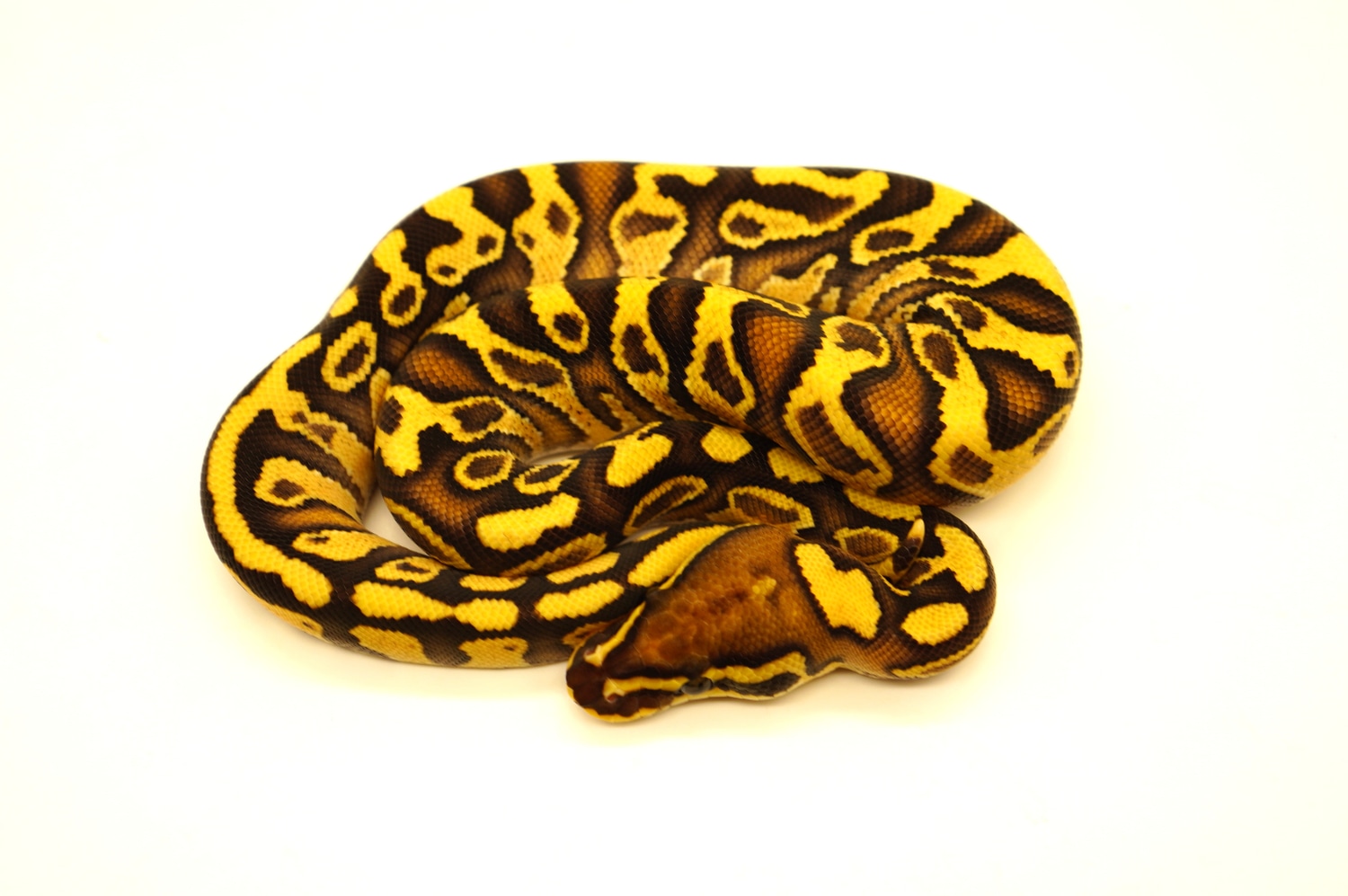Orange Dream Fire Blaze Hurricane Het Clown Ball Python by Ozzy Boids ...