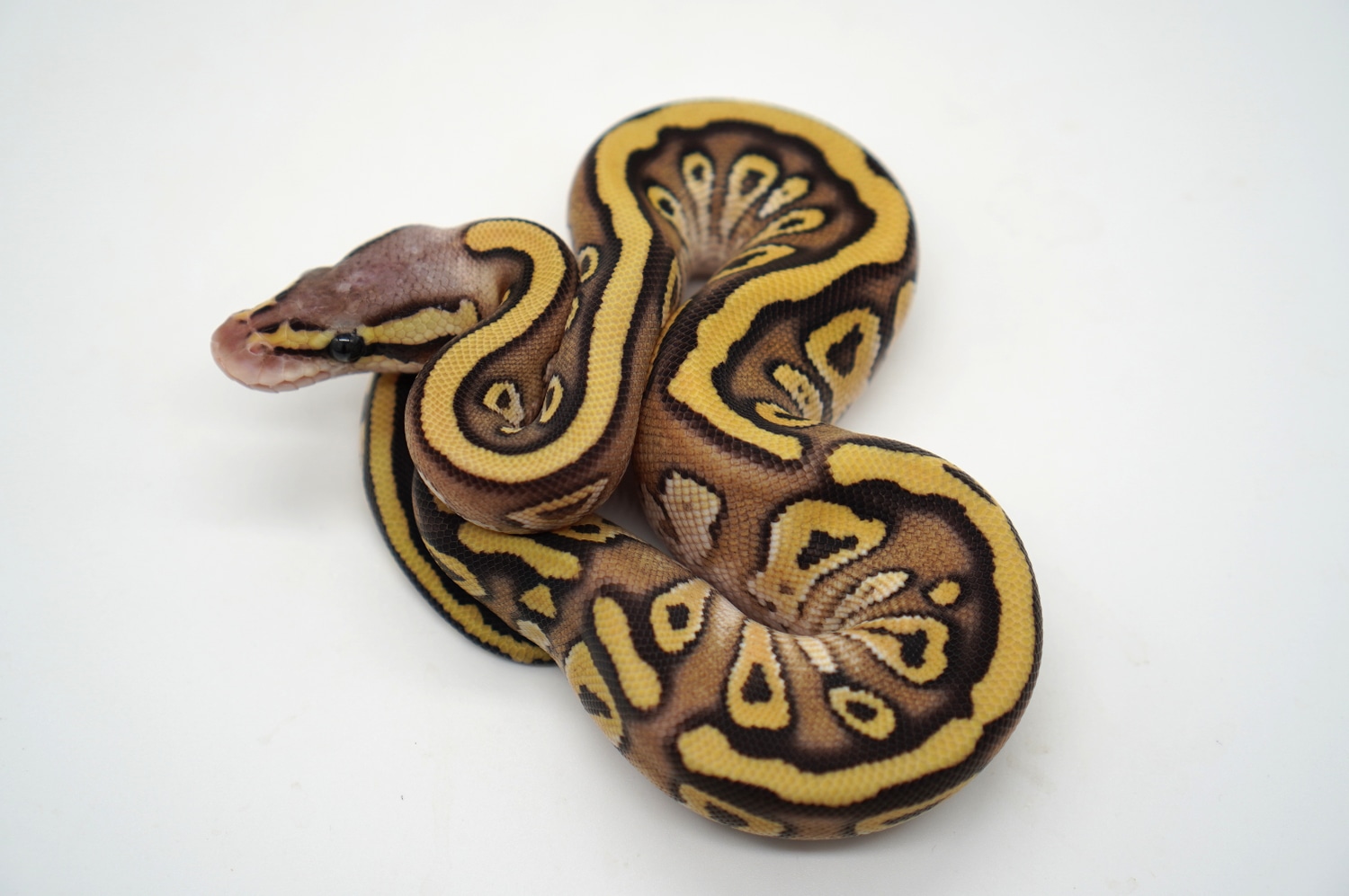 Red Stripe Pastave Het Clown Ball Python by Ozzy Boids LLC - MorphMarket