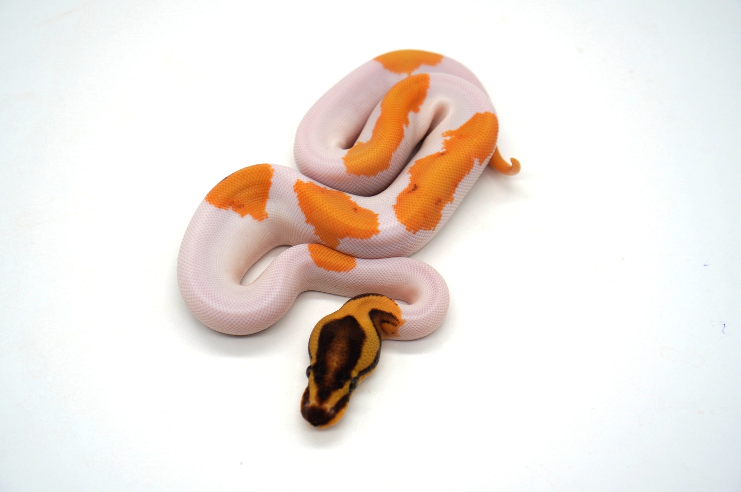 Super Orange Dream YB Enchi Fire Leopard Pied Ball Python by Ozzy Boids ...
