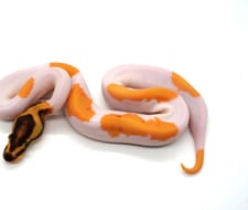 Super Orange Dream YB Enchi Fire Leopard Pied Ball Python by Ozzy Boids ...