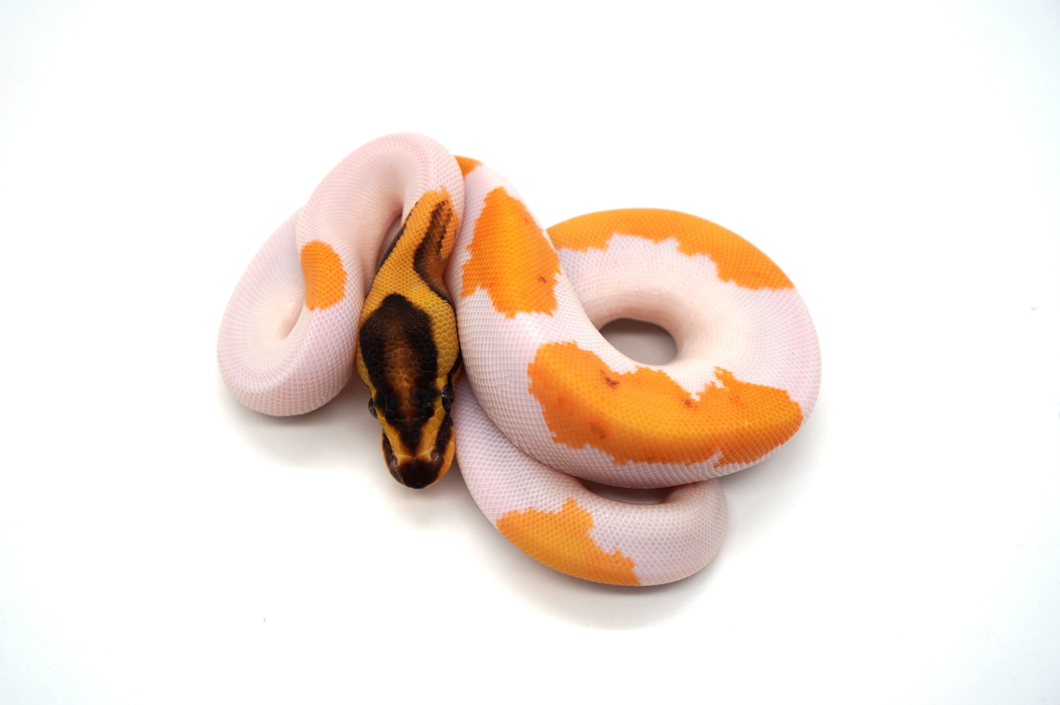 Super Orange Dream YB Enchi Fire Leopard Pied Ball Python by Ozzy Boids ...