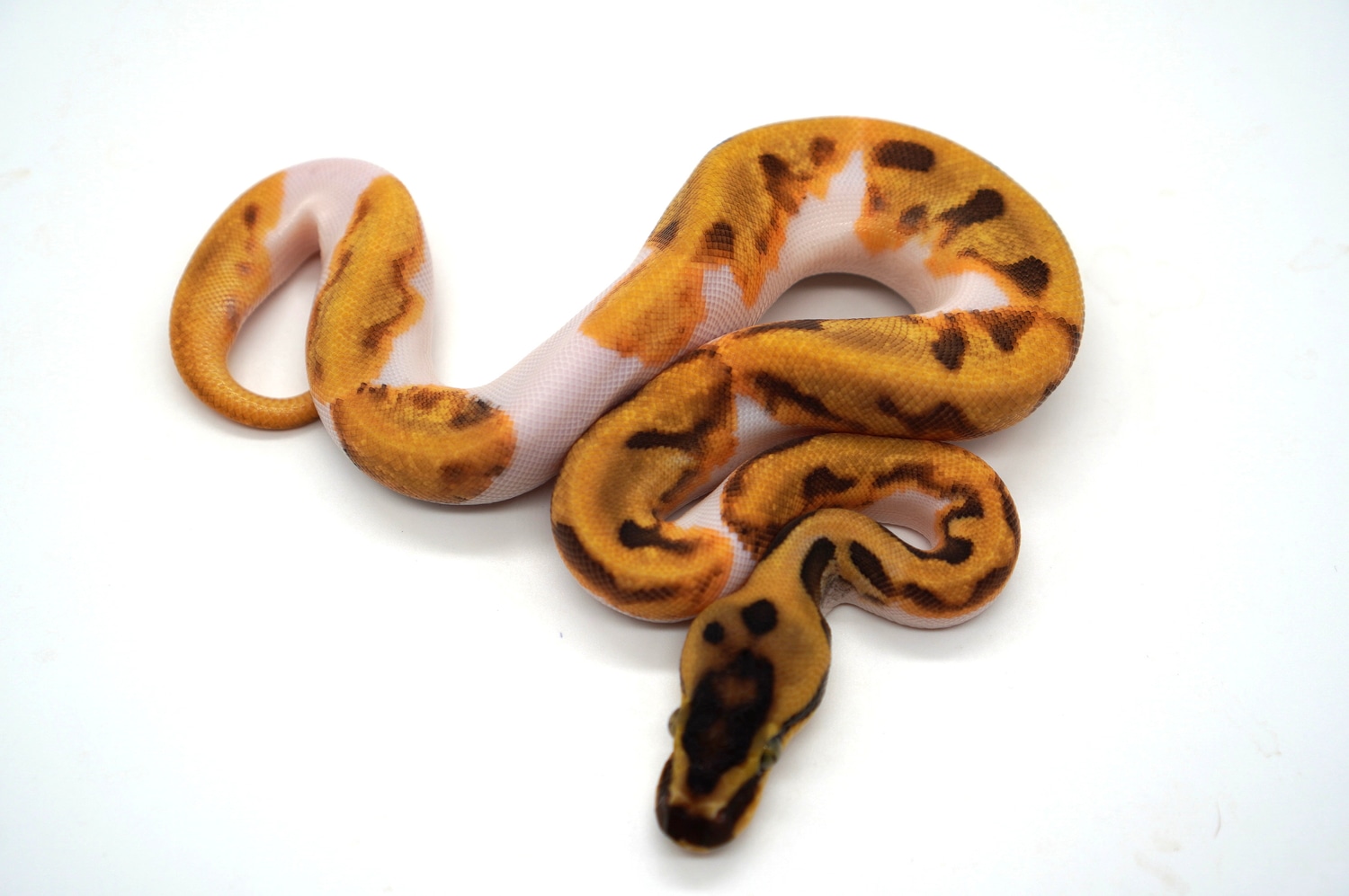 Enchi Fire Leopard Pied Ball Python by Ozzy Boids LLC - MorphMarket