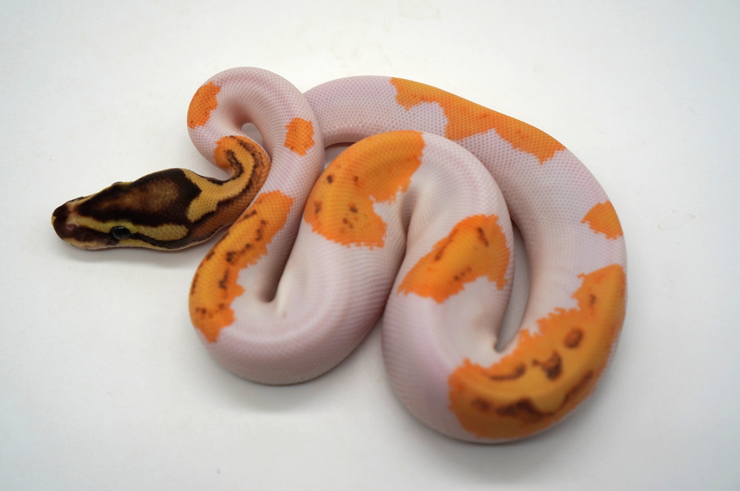 Orange Dream Fire Fly Enchi Leopard Pied Het Ultramel Ball Python by ...