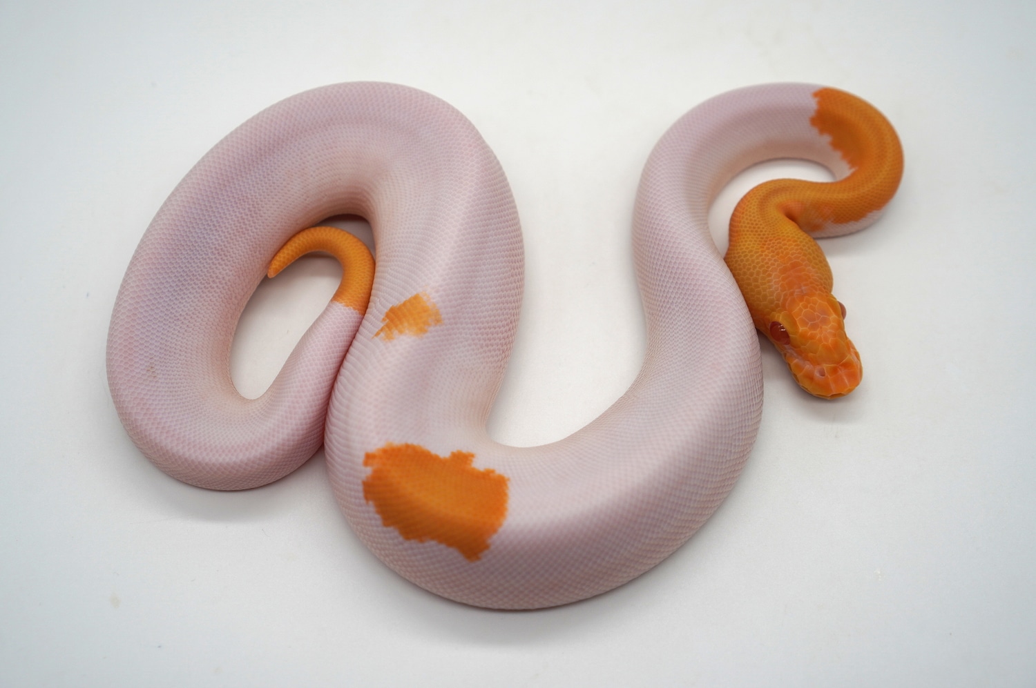 Orange Dream YB Enchi Fire Candino Pied (Pos Leopard, Pos Super Enchi) Ball Python by Ozzy Boids ...