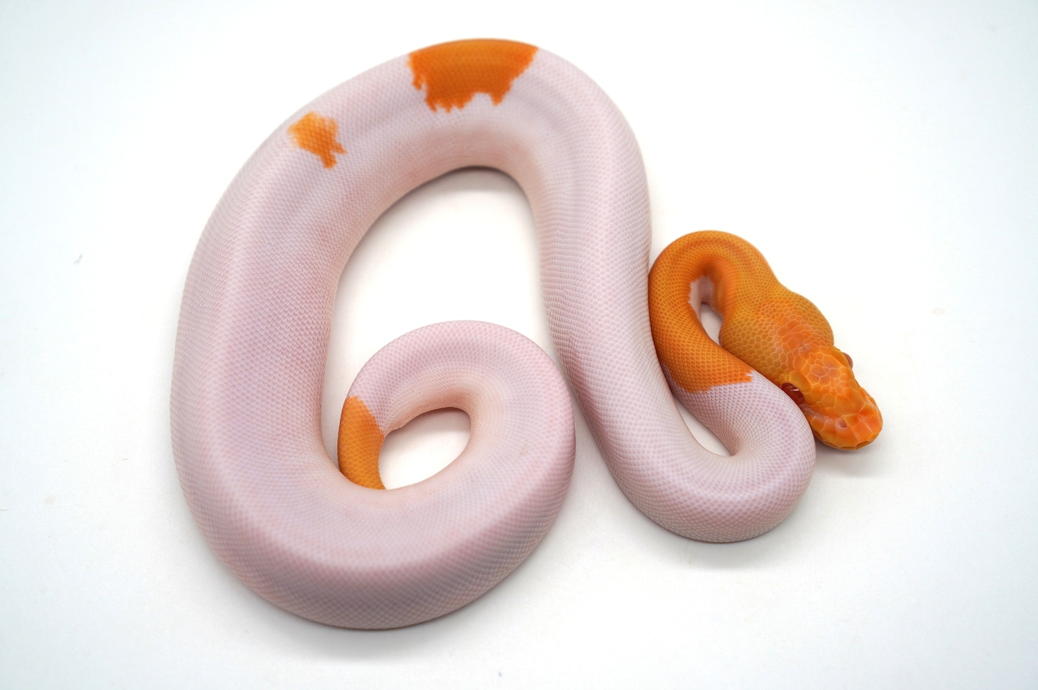 Orange Dream YB Enchi Fire Candino Pied (Pos Leopard, Pos Super Enchi ...