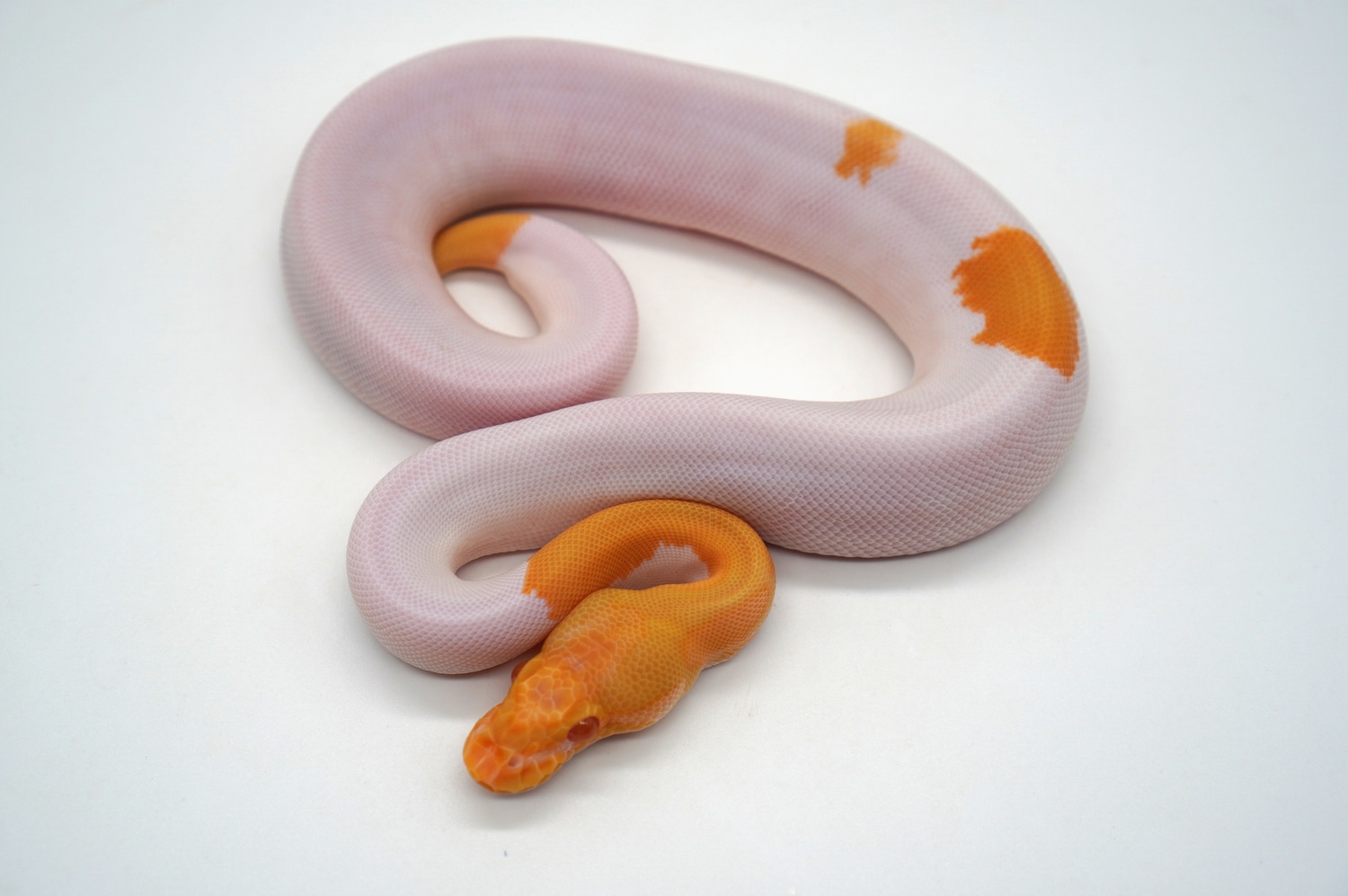 Orange Dream YB Enchi Fire Candino Pied (Pos Leopard, Pos Super Enchi ...