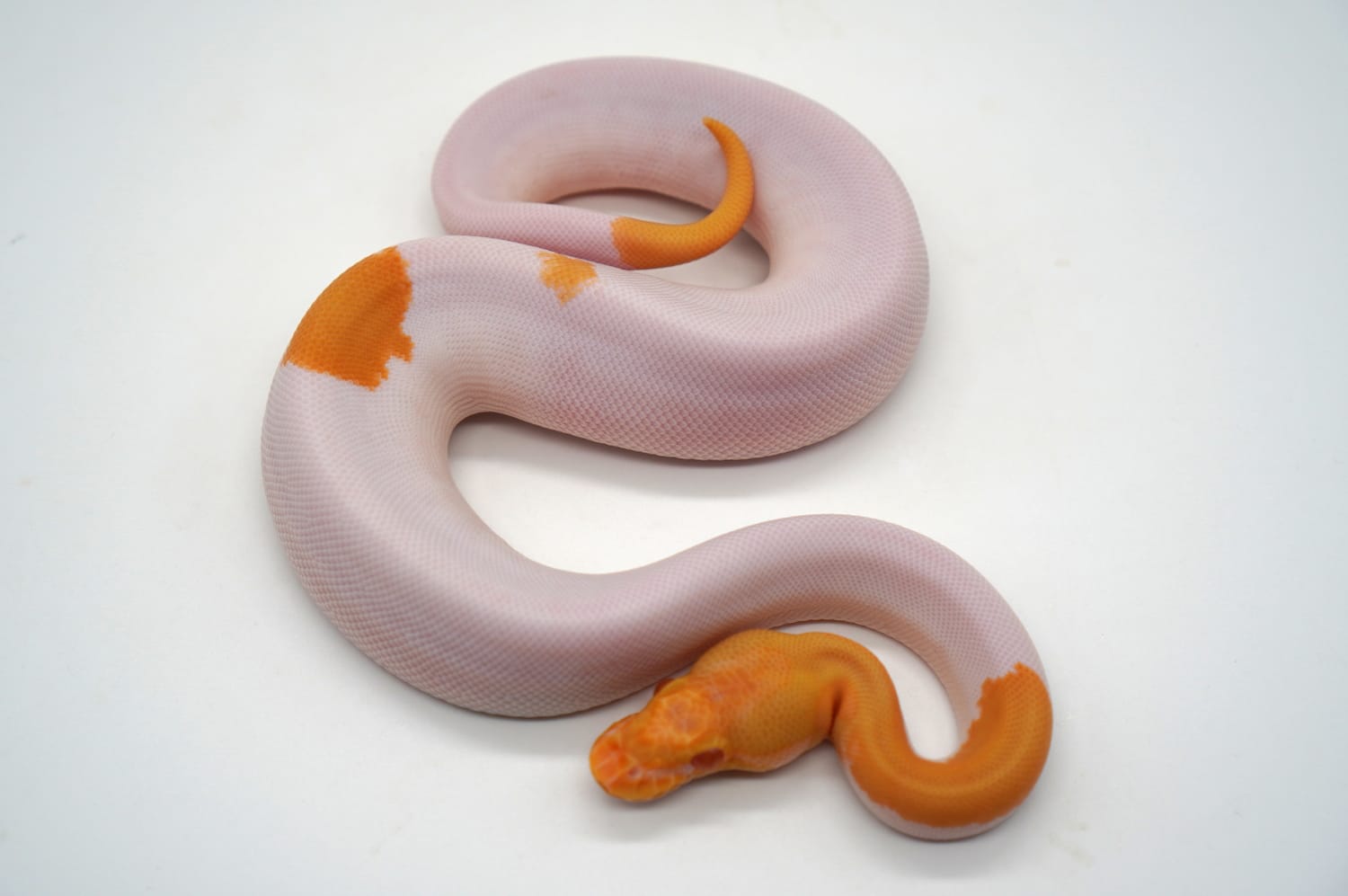 Orange Dream YB Enchi Fire Candino Pied (Pos Leopard, Pos Super Enchi ...