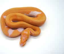 Super Orange Dream YB Enchi Leopard Pastel Candino Pied Ball Python by ...