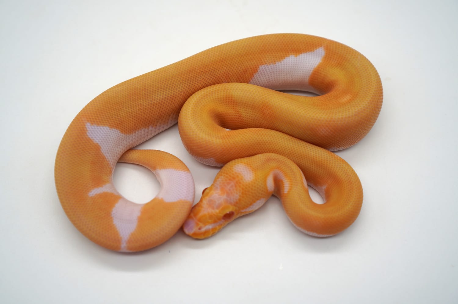 Super Orange Dream YB Enchi Leopard Pastel Candino Pied Ball Python by ...