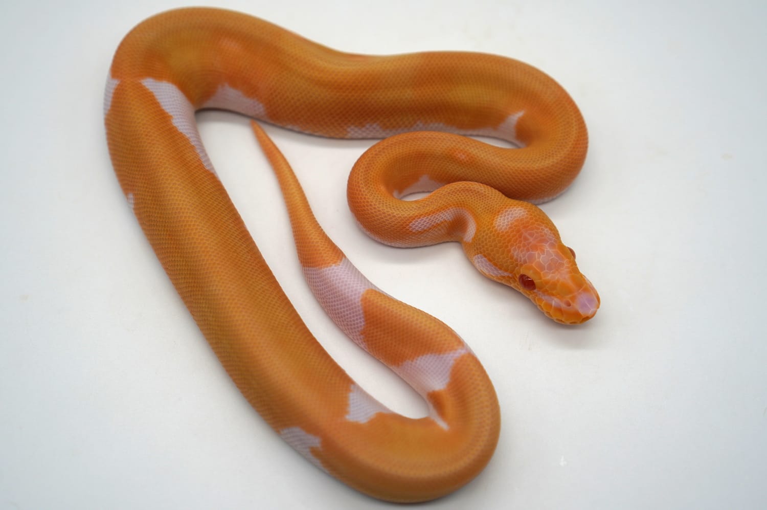Super Orange Dream YB Enchi Leopard Pastel Candino Pied Ball Python by ...