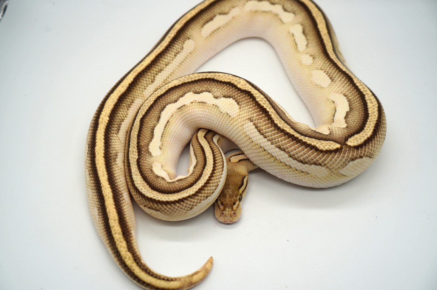 Orange Dream Fire Lesser Bongo Het Clown Ball Python by Ozzy Boids LLC ...