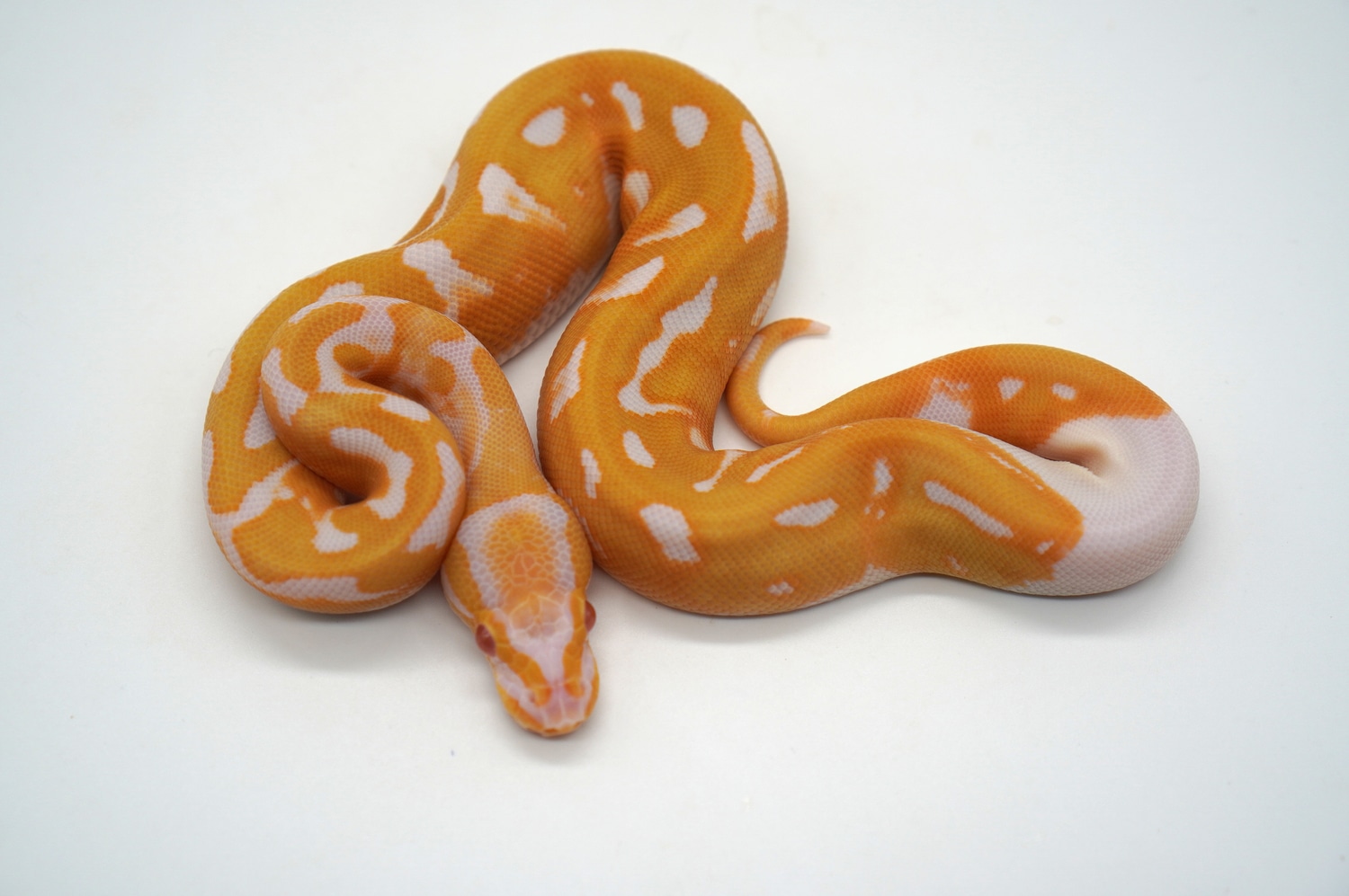 Orange Dream Candino Pied Ball Python by Ozzy Boids LLC - MorphMarket