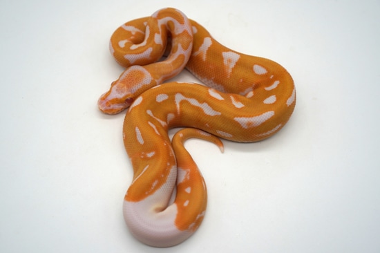 Orange Dream Candino Pied Ball Python by Ozzy Boids LLC