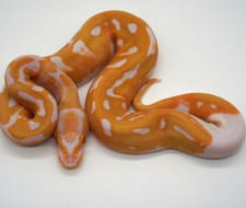 Orange Dream Candino Pied Ball Python by Ozzy Boids LLC - MorphMarket USA