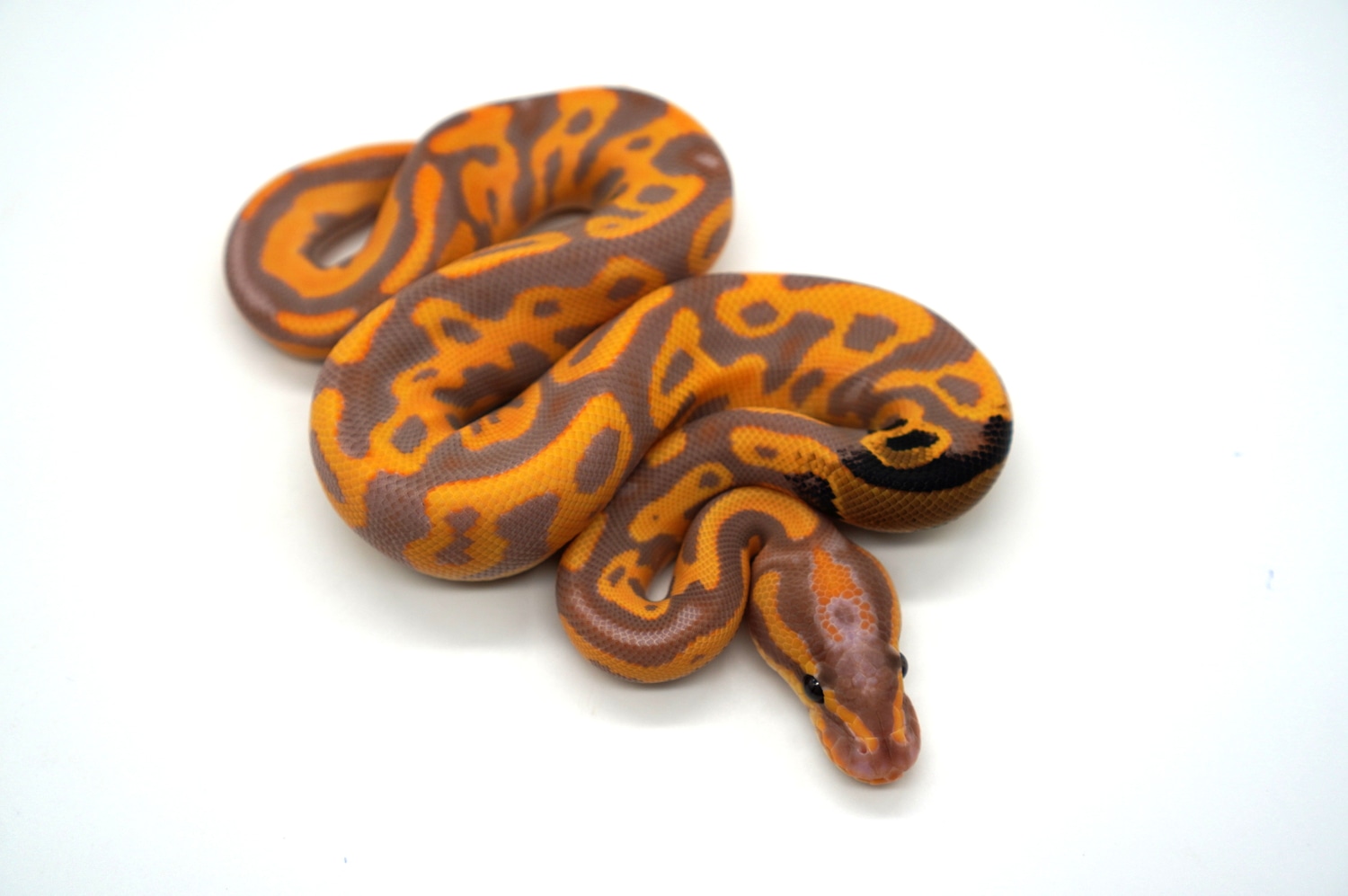 Orange Dream YB Banana Leopard Het Clown (Female-Maker) Ball Python by ...