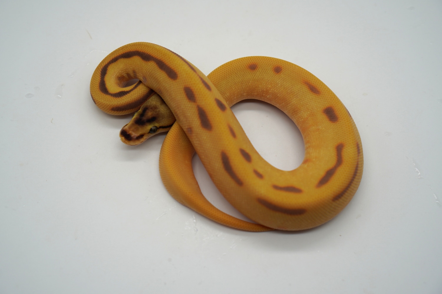 Orange Dream YB Enchi Fire HGW Leopard Het Pied (Pos Odium) Ball Python ...