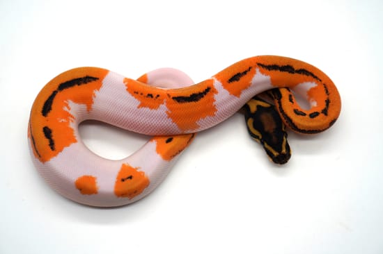 Super Orange Dream YB Leopard Pied Ball Python by Ozzy Boids LLC