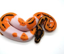 Super Orange Dream YB Leopard Pied Ball Python by Ozzy Boids LLC ...