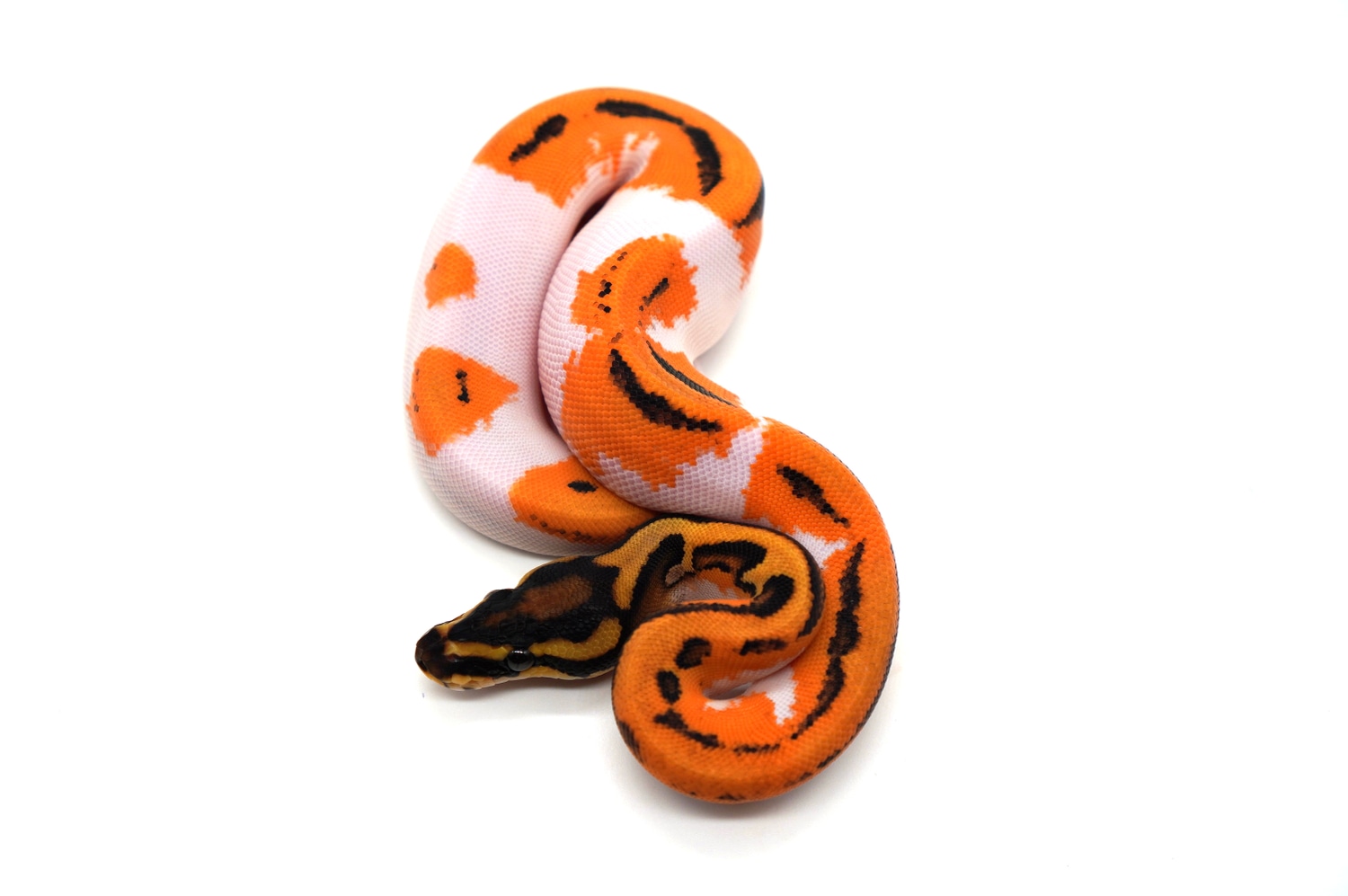 Super Orange Dream YB Leopard Pied Ball Python by Ozzy Boids LLC ...