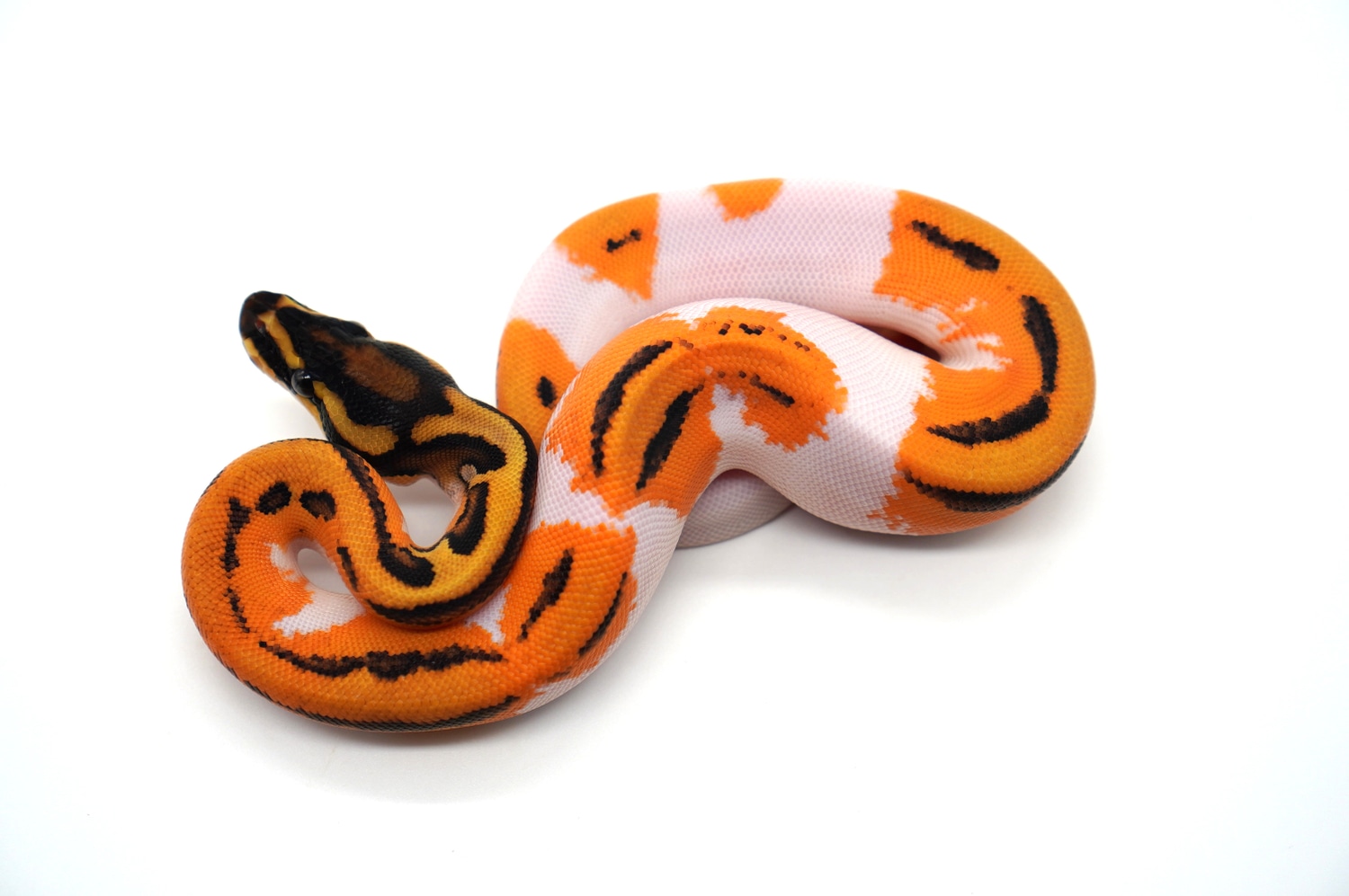 Super Orange Dream YB Leopard Pied Ball Python by Ozzy Boids LLC ...