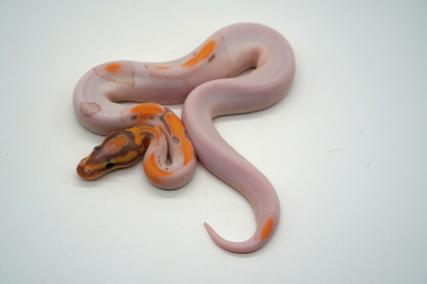 Super Orange Dream Banana Pied Ball Python by Ozzy Boids LLC - MorphMarket