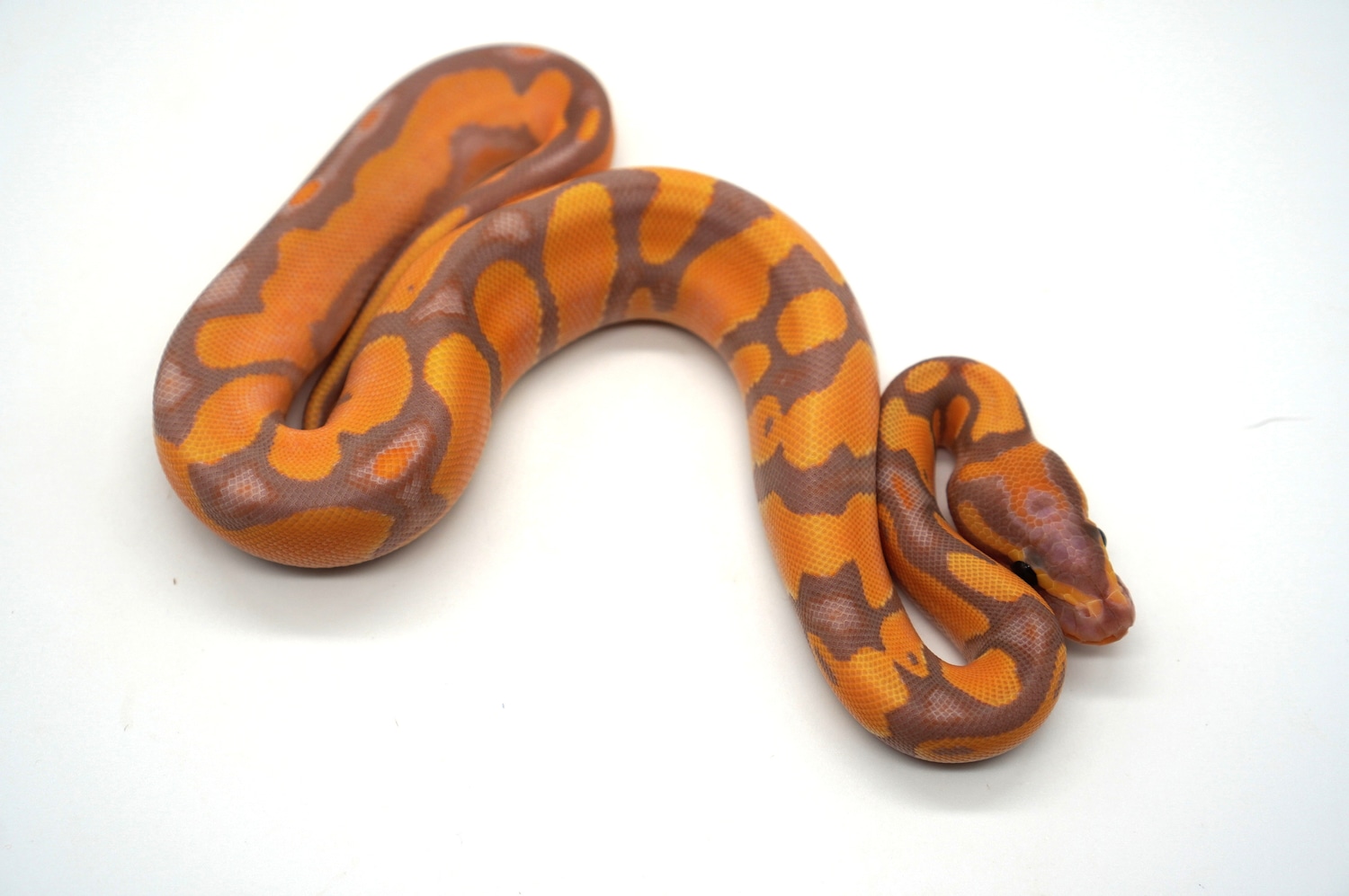 Super Orange Dream Banana Het Pied Ball Python by Ozzy Boids LLC ...