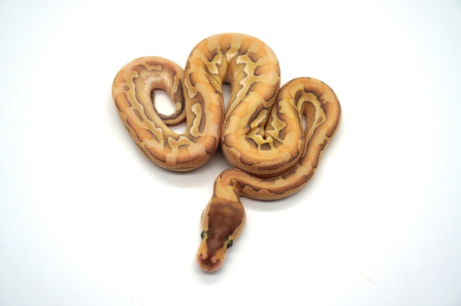Orange Dream Pastel Lesser Puzzle (Pos Het Red Axanthic) Ball Python by ...