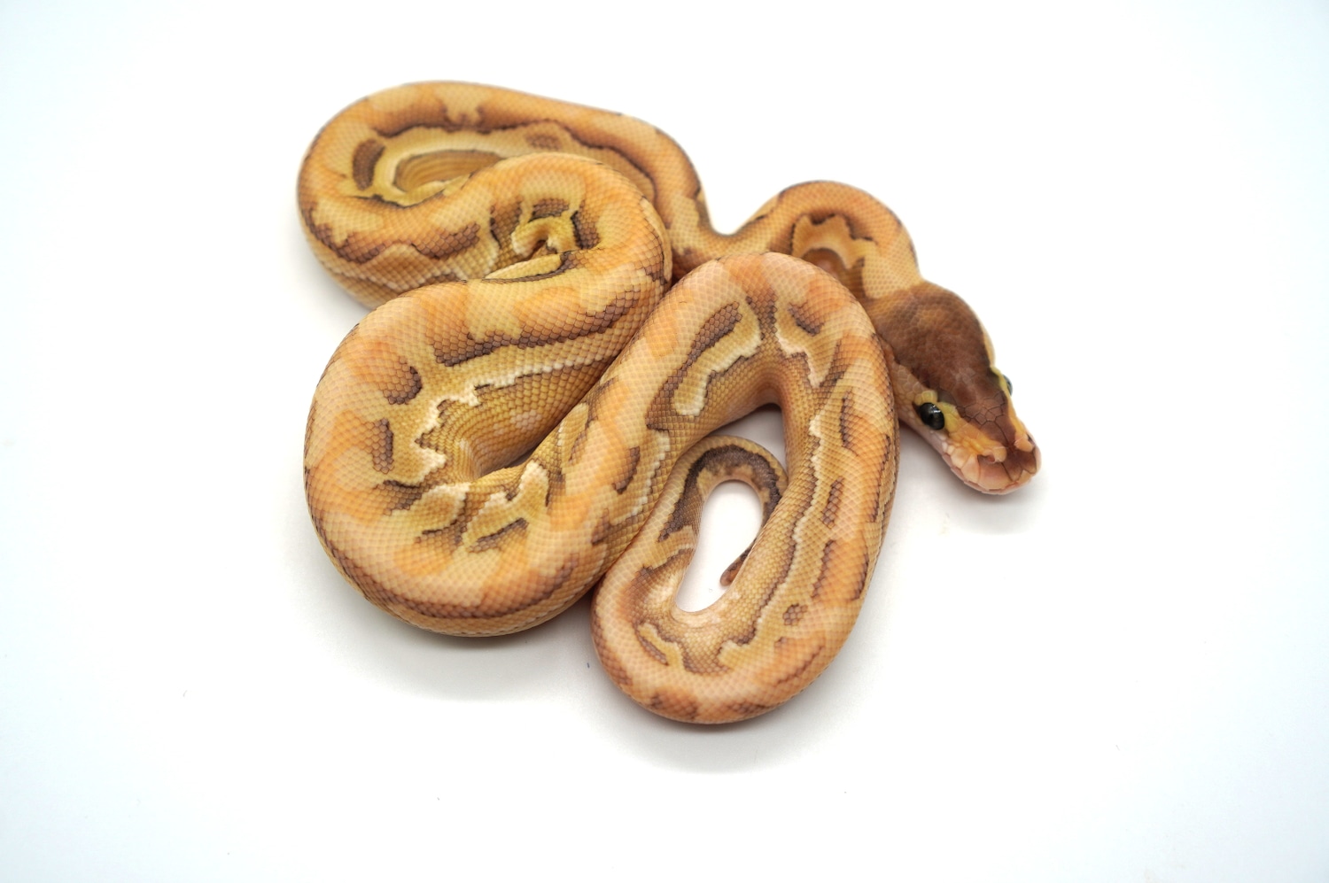 Orange Dream Pastel Lesser Puzzle (Pos Het Red Axanthic) Ball Python by ...