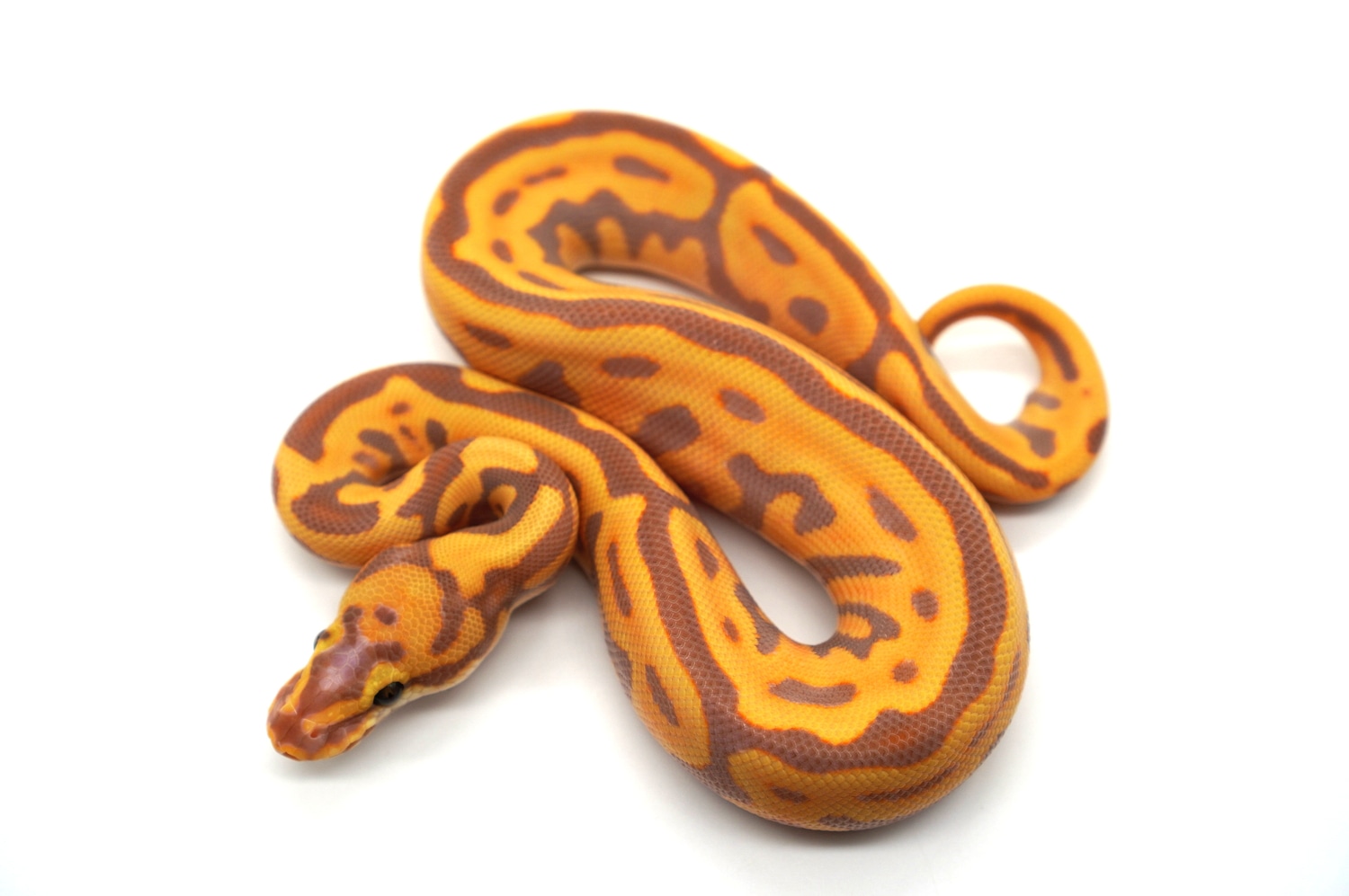 Orange Dream Leopard Spotnose Banana Het Clown (Female-Maker) Ball Python by Ozzy Boids LLC ...