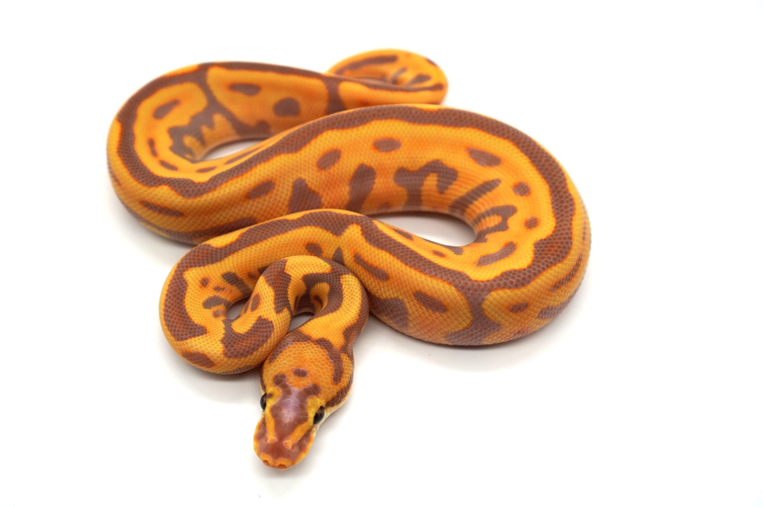 Orange Dream Leopard Spotnose Banana Het Clown (Female-Maker) Ball ...