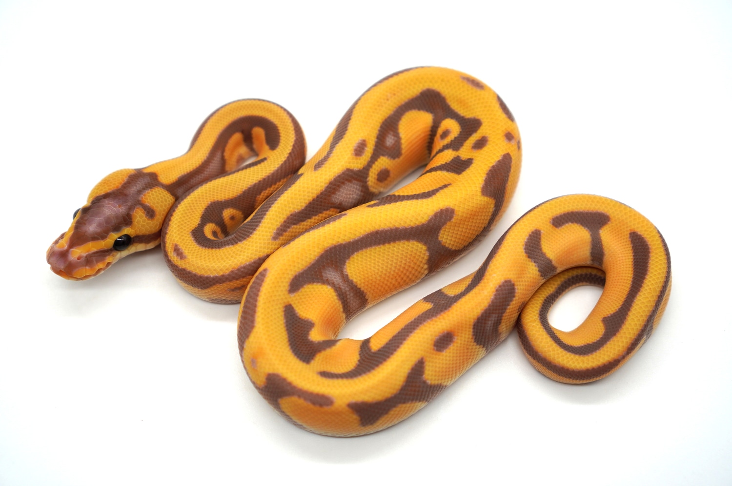Orange Dream Enchi Leopard Banana Het Clown Ball Python by Ozzy Boids ...