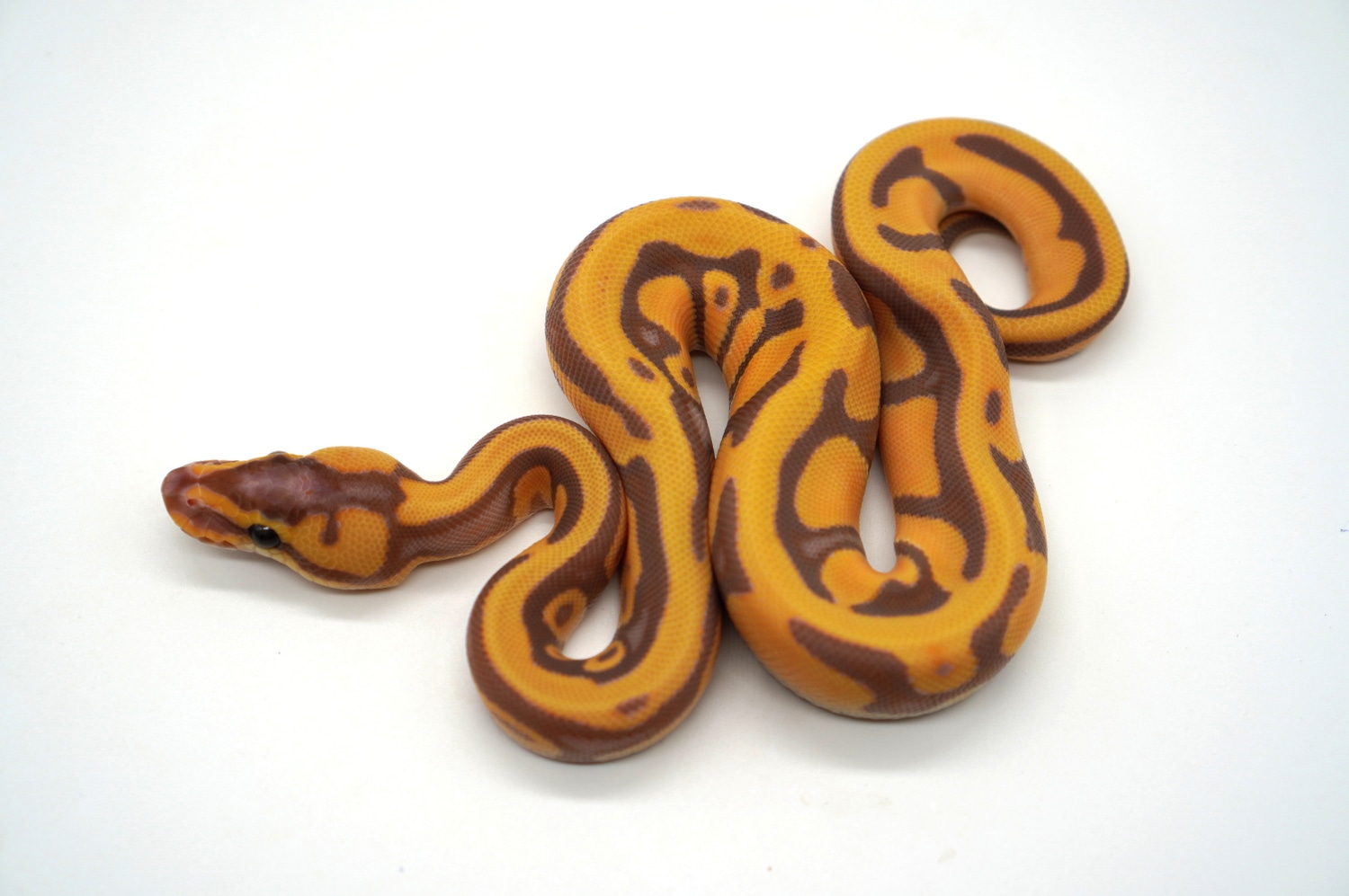 Orange Dream Enchi Leopard Banana Het Clown Ball Python by Ozzy Boids ...
