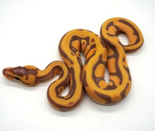 Orange Dream Enchi Leopard Banana Het Clown Ball Python by Ozzy Boids ...