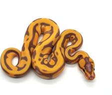 Orange Dream Enchi Leopard Banana Het Clown Ball Python by Ozzy Boids ...