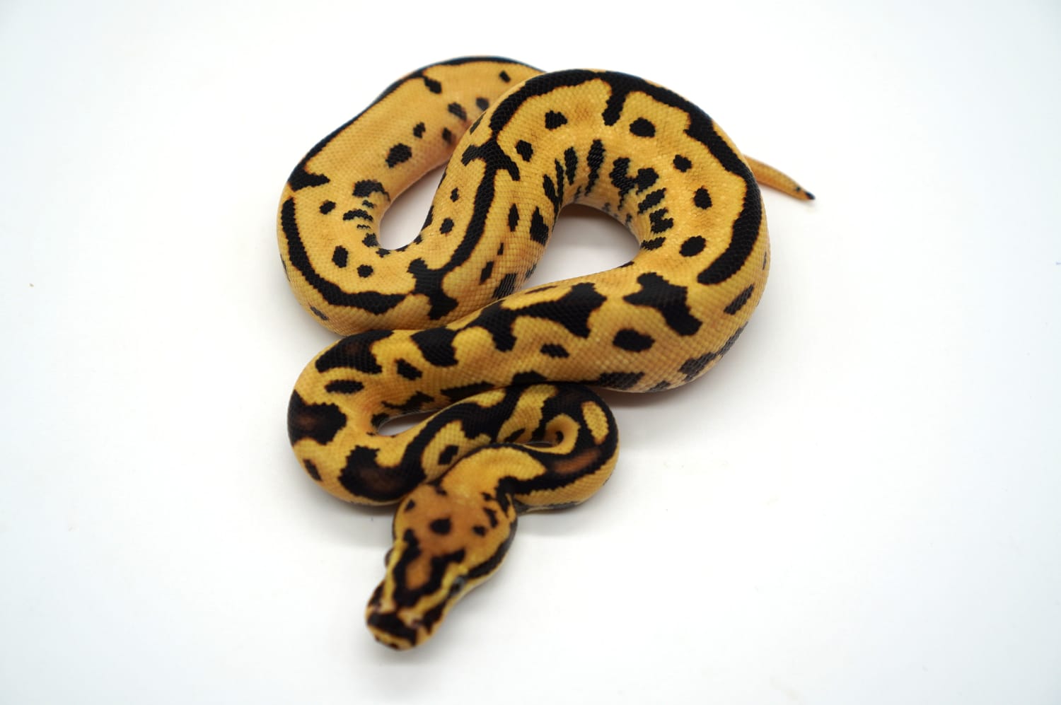 Orange Dream Fire Spotnose Leopard Het Clown Ball Python by Ozzy Boids ...