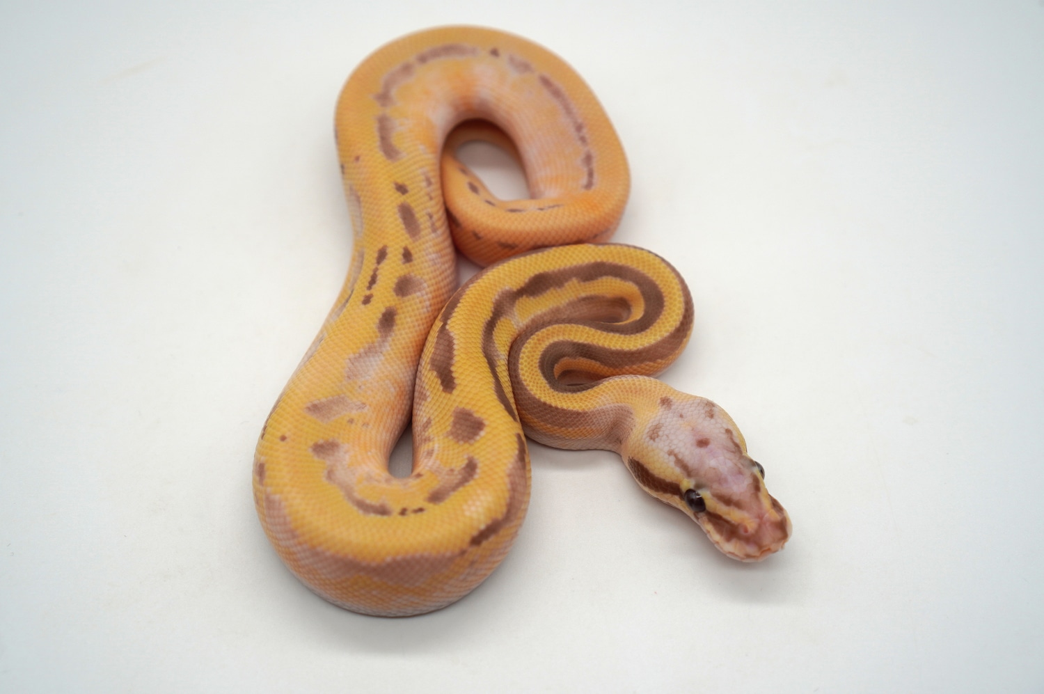 Orange Dream Fire Fly Leopard Ultramel Het Pied Ball Python by Ozzy ...