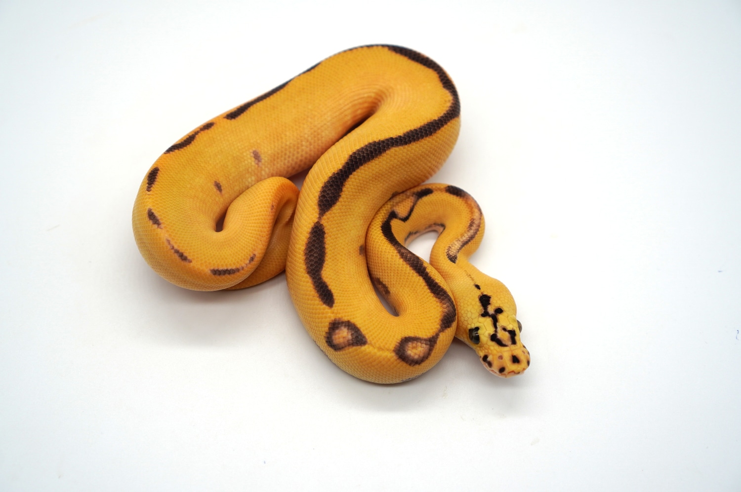 High Intensity Orange Dream YB Enchi Fire Fly Leopard Clown Ball Python ...