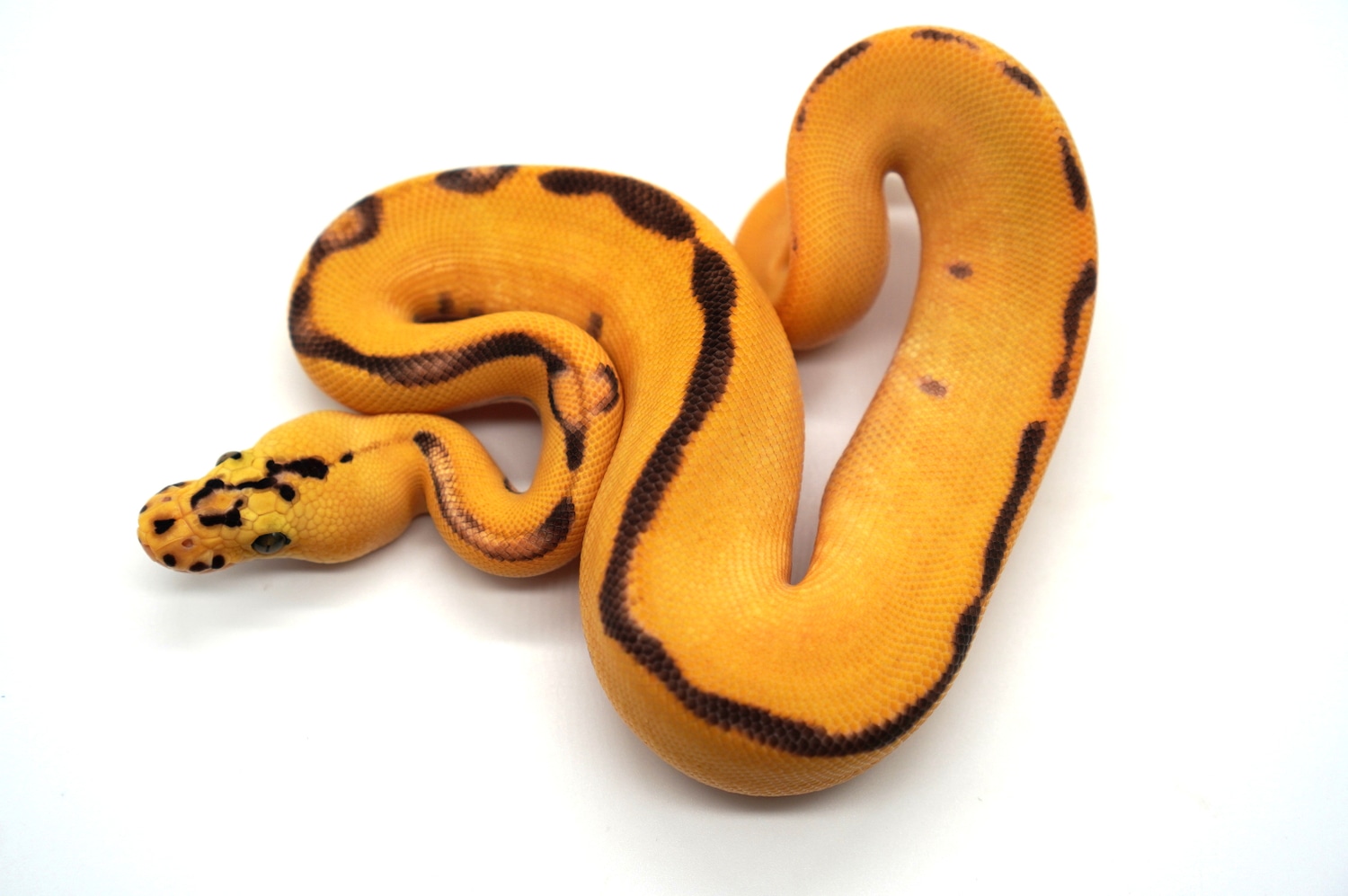 High Intensity Orange Dream YB Enchi Fire Fly Leopard Clown Ball Python ...