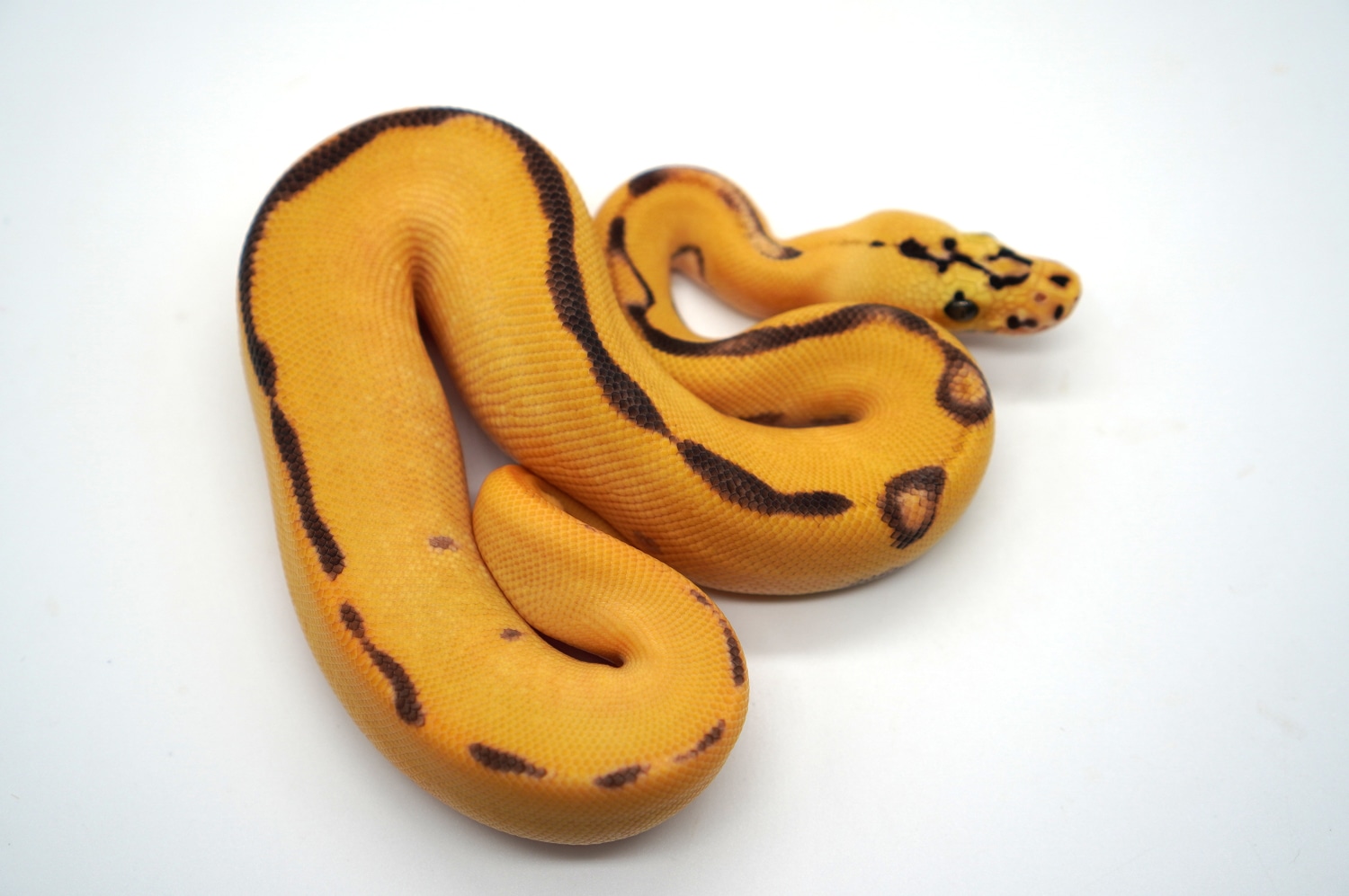 High Intensity Orange Dream YB Enchi Fire Fly Leopard Clown Ball Python ...