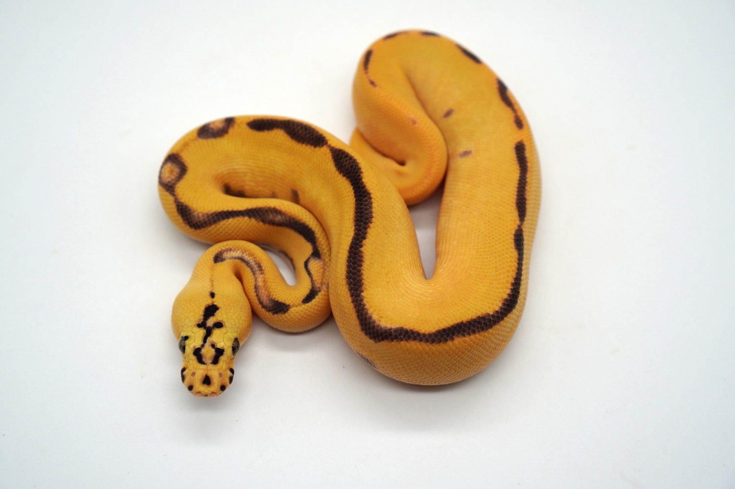 High Intensity Orange Dream YB Enchi Fire Fly Leopard Clown Ball Python ...