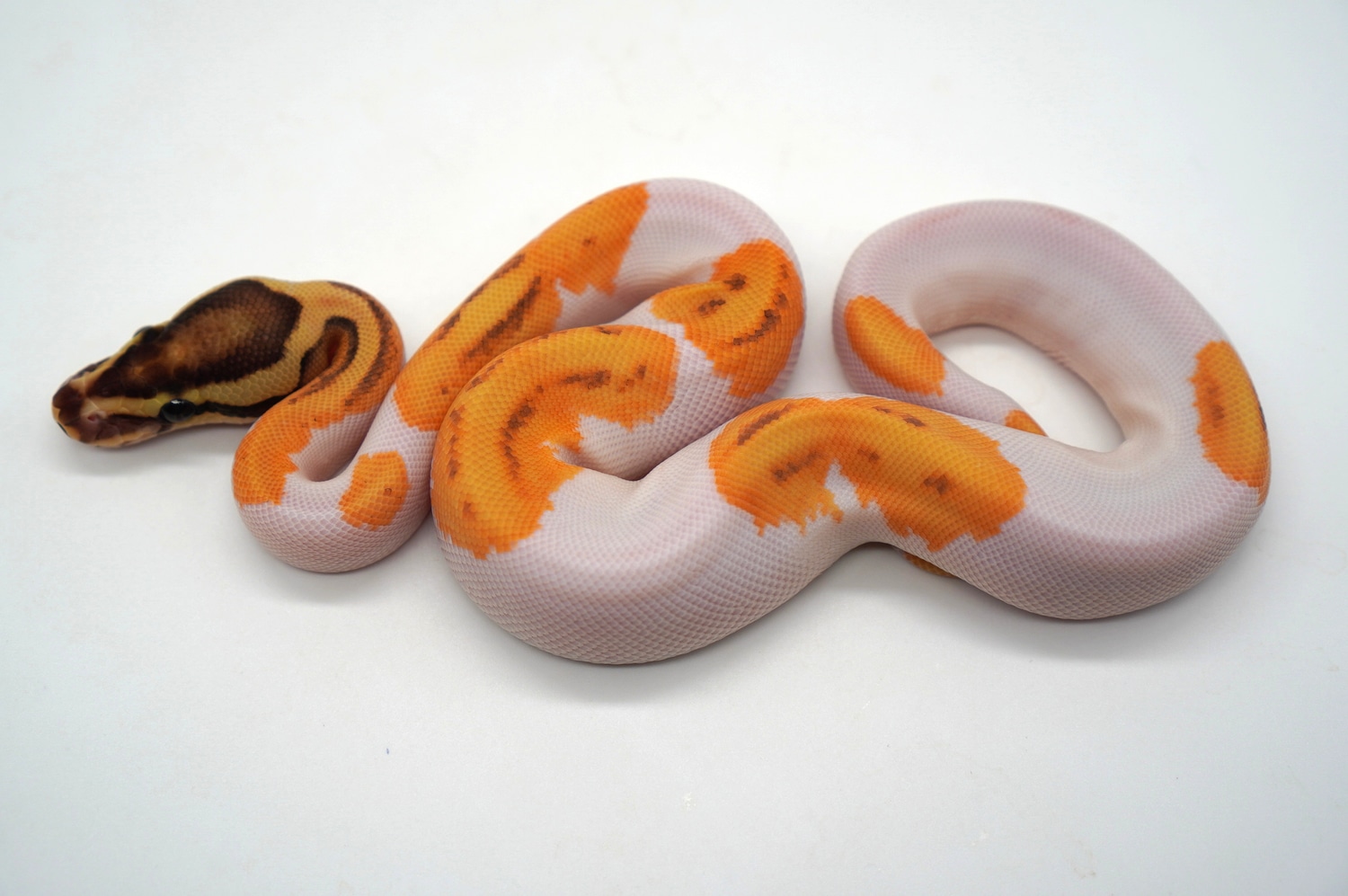 Orange Dream YB Pastel Enchi Leopard Pied Het Ultramel Ball Python by ...