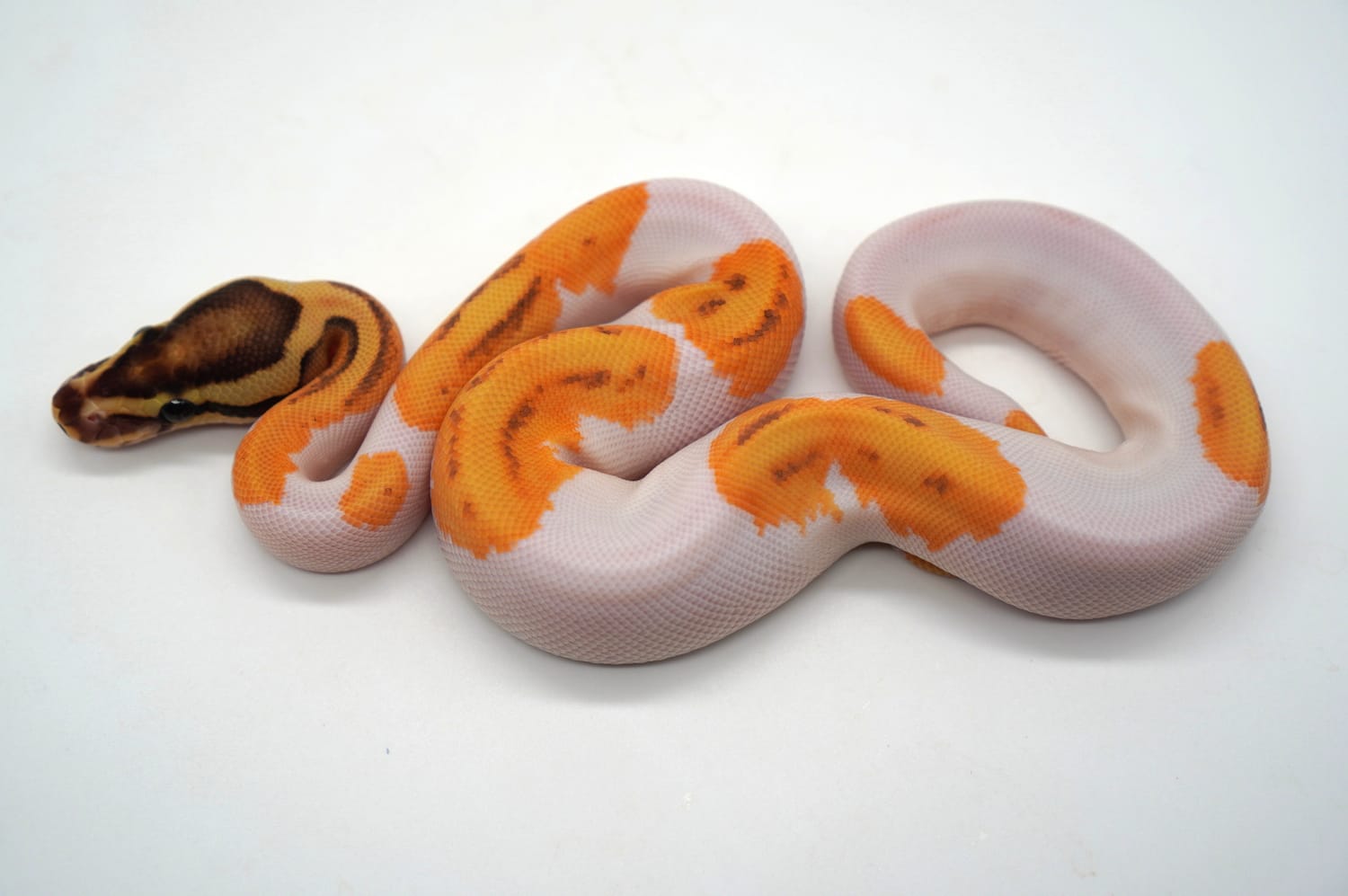 Orange Dream YB Pastel Enchi Leopard Pied Het Ultramel Ball Python by ...