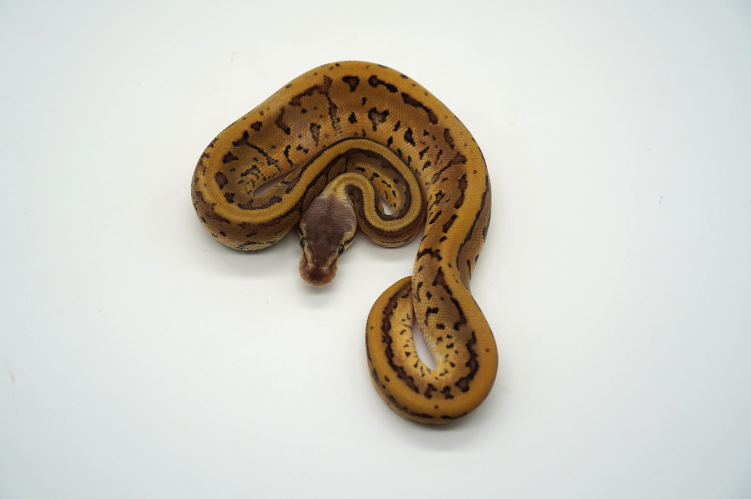 Lemon Blast Leopard DH VPI Axanthic Desert Ghost Ball Python by Ozzy ...