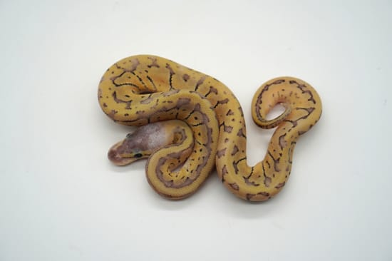Lemon Blast DH VPI Axanthic Desert Ghost Ball Python by Ozzy Boids LLC