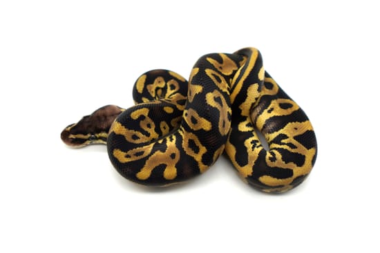 Pastel Leopard DH VPI Axanthic Desert Ghost Ball Python by Ozzy Boids LLC