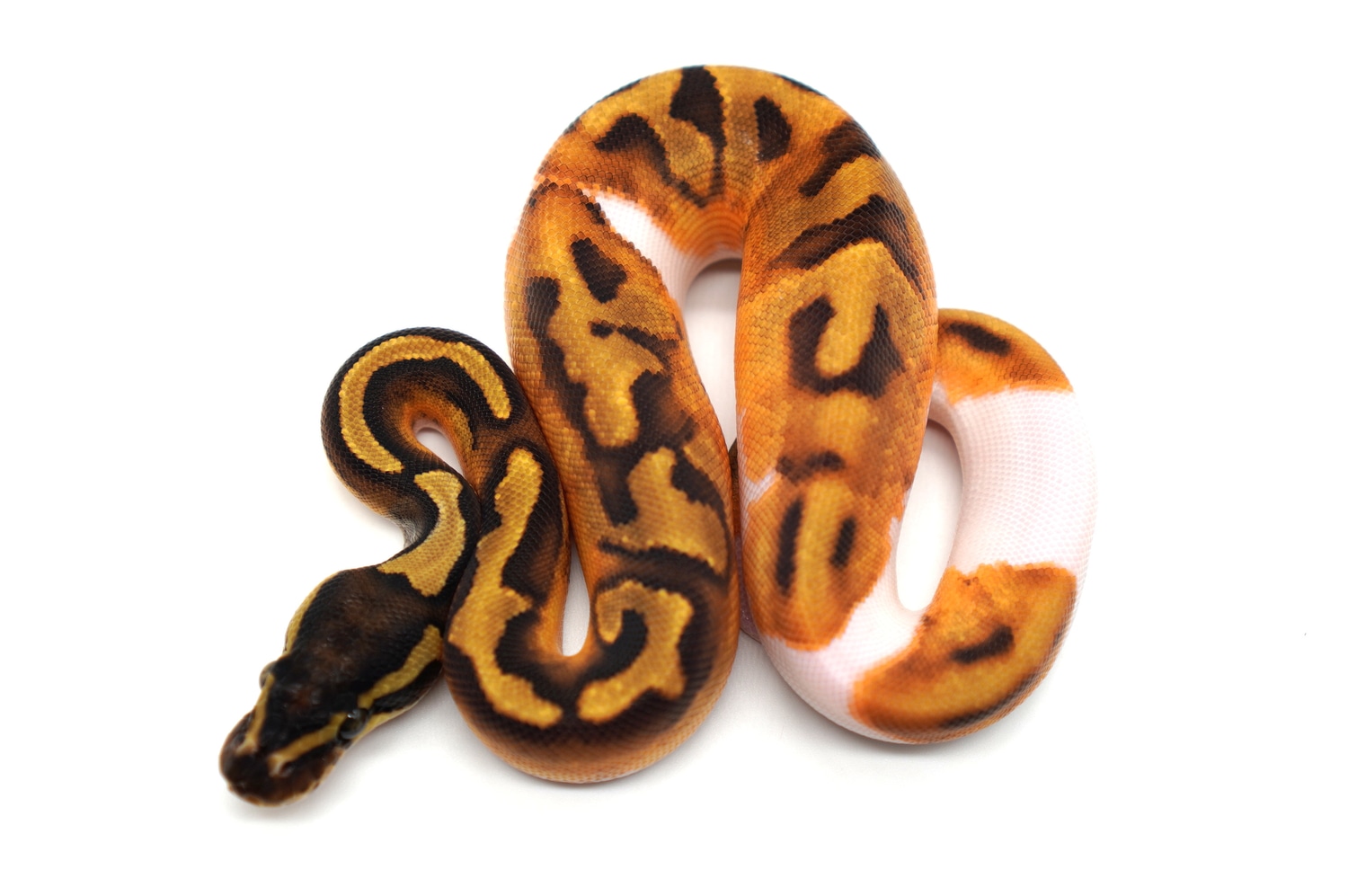 Orange Dream Enchi Pied Het Hypo 66% Het Ultramel Ball Python by Ozzy ...