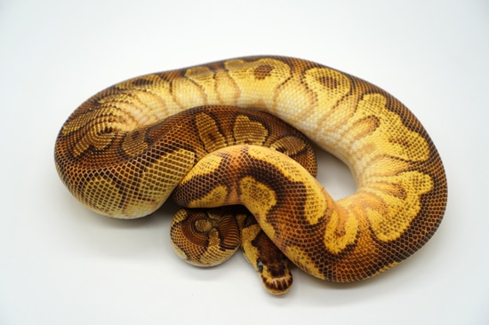 Orange Dream YB Enchi Black Pastel Clown Ball Python by Ozzy Boids LLC ...